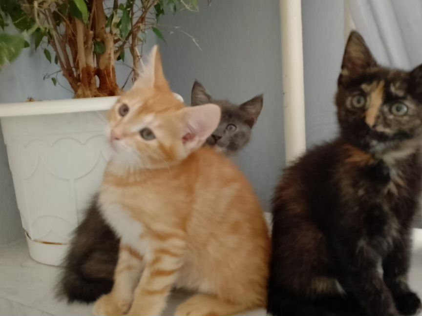 Котята