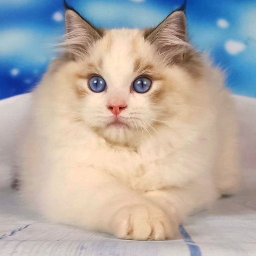 Клубный котенок Ragdoll