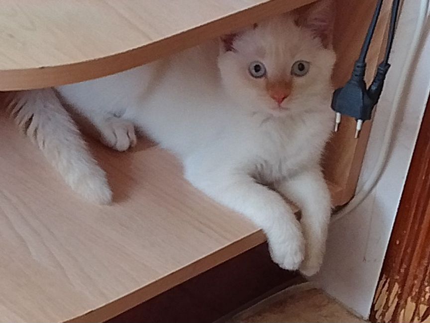 Тайская кошечка