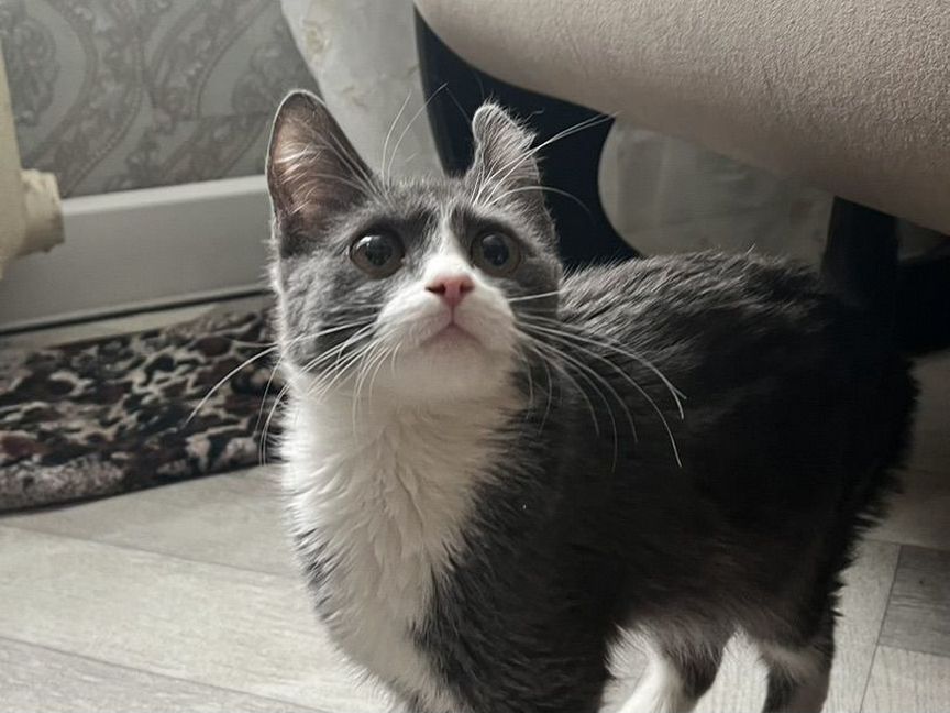 Кошка