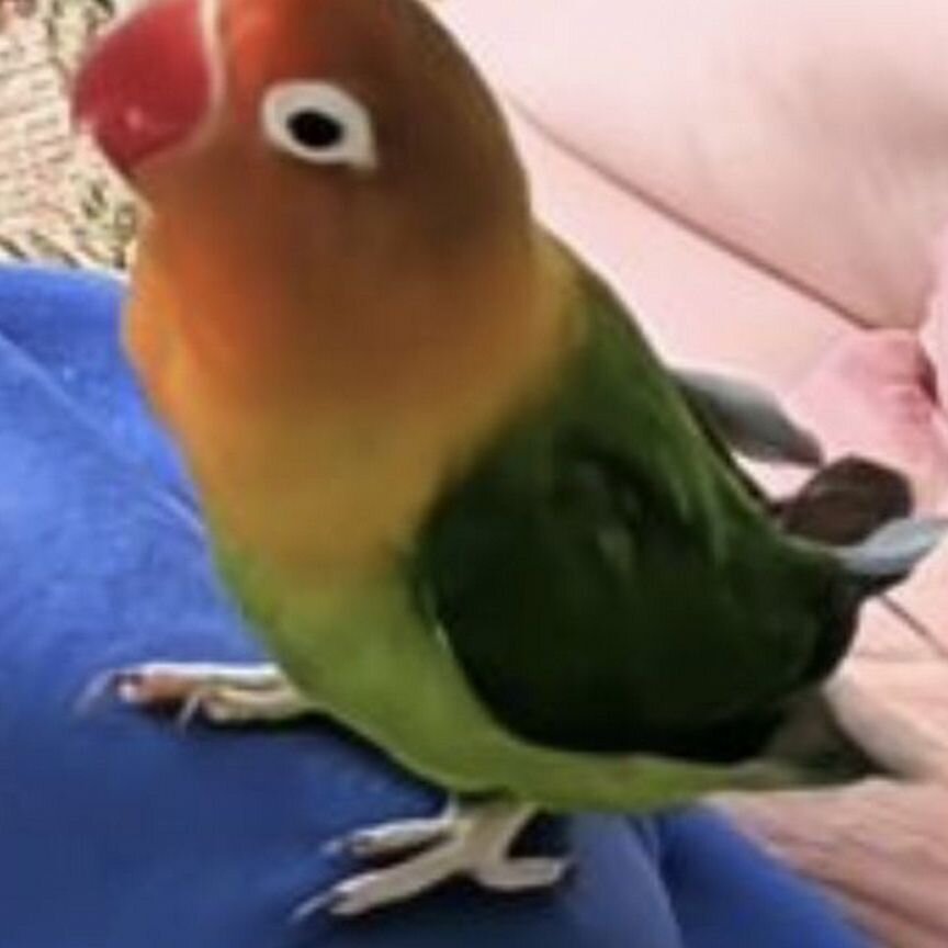 Попугай неразлучник Фишера Птенцы