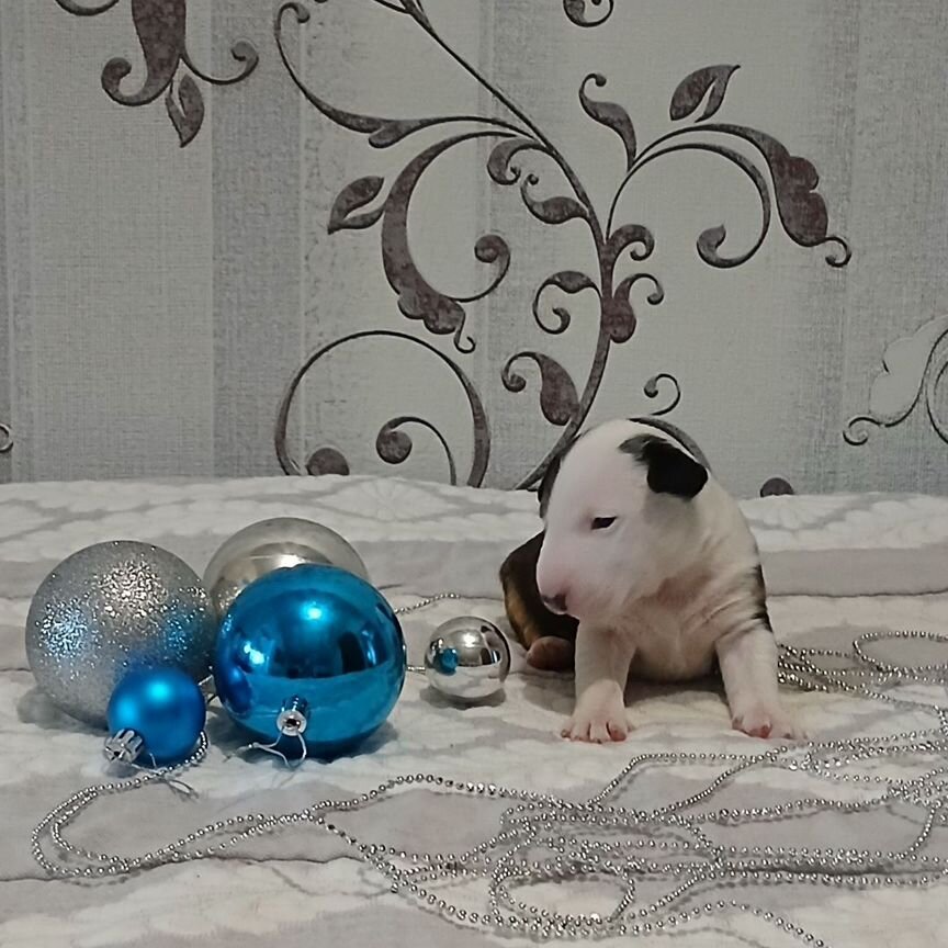 Мини-бультерьер, щенок