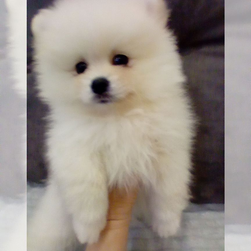 Померанский шпиц, щенок