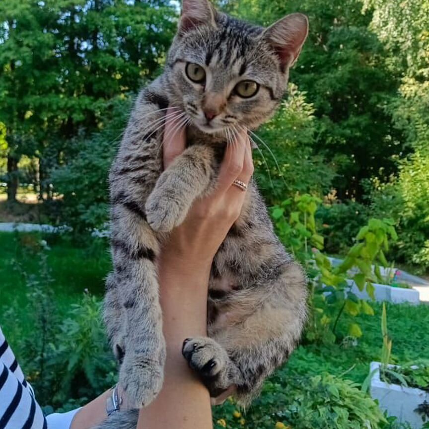 Самая лучшая кошечка ищет свою семью