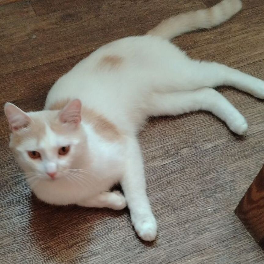 Европейский короткошёрстный котёнок