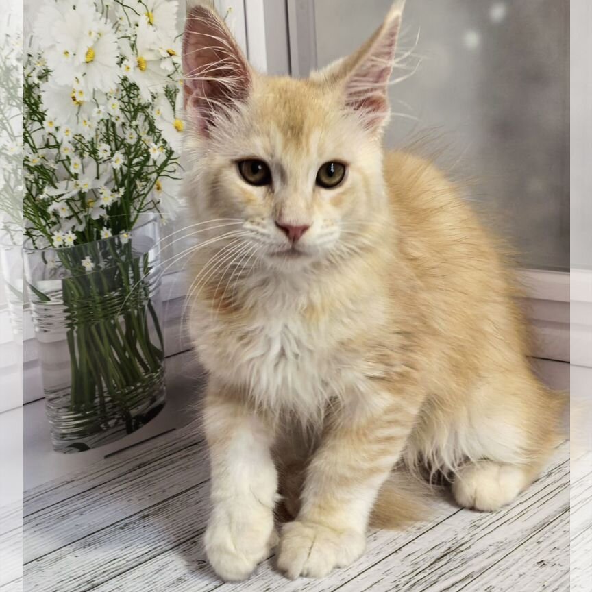 Мейн-кун котёнок