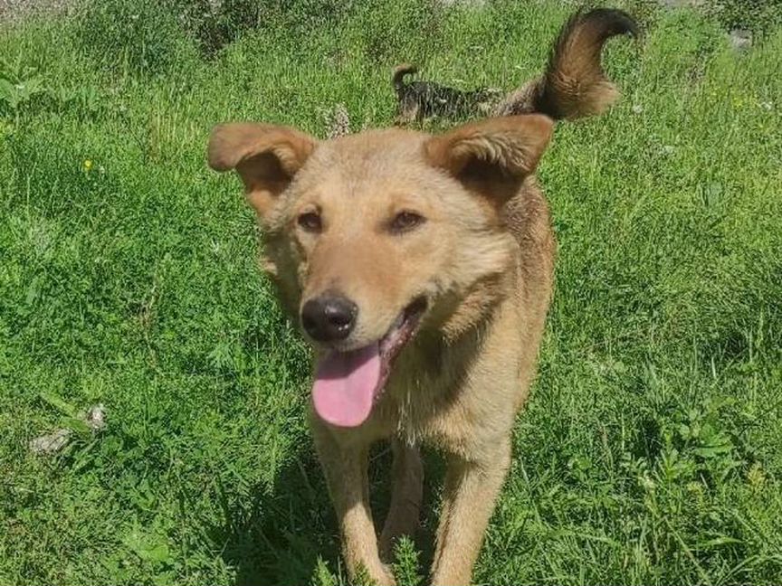 Билли ищет дом