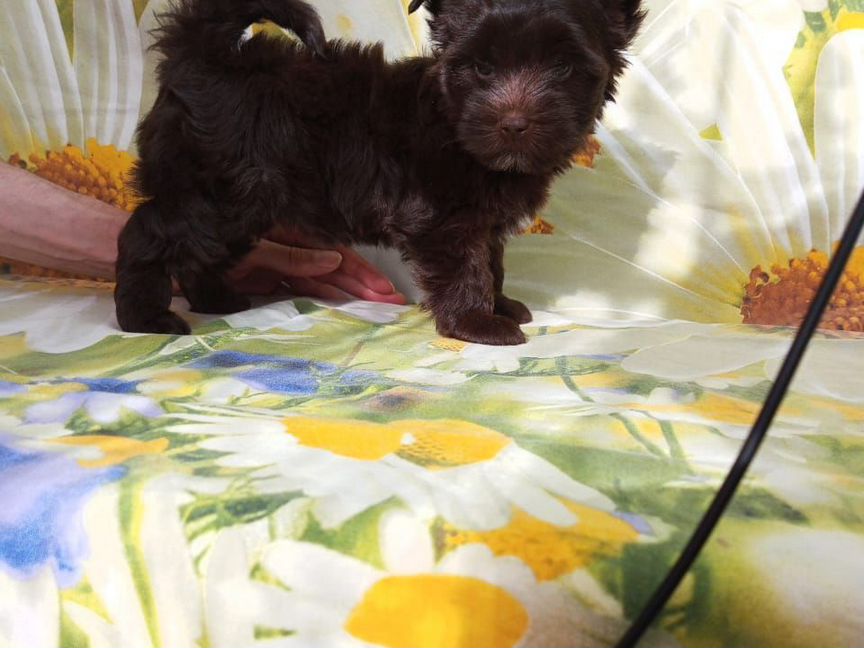 Сладкая красотка шоколад