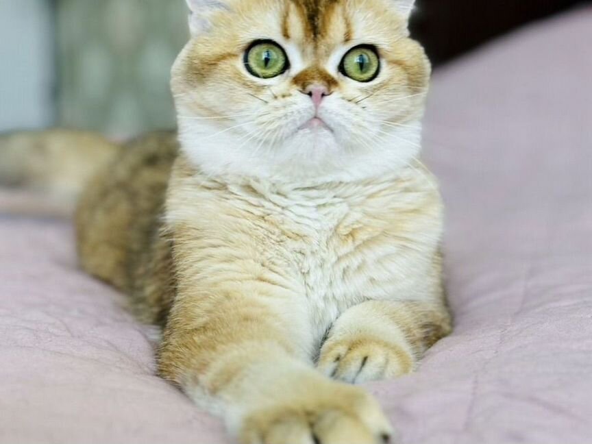 Шотландская золотая шиншилла