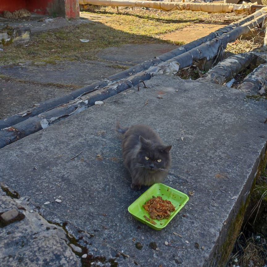 Взрослая, кошка в добрые руки