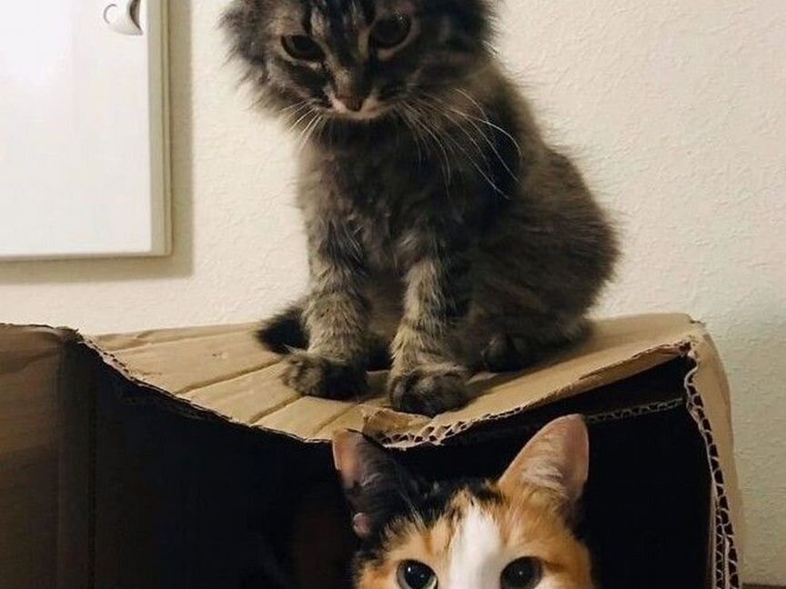 Кошка Наташа ищет семью