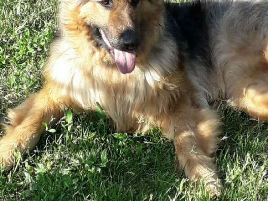 Немецкая овчарка вязка