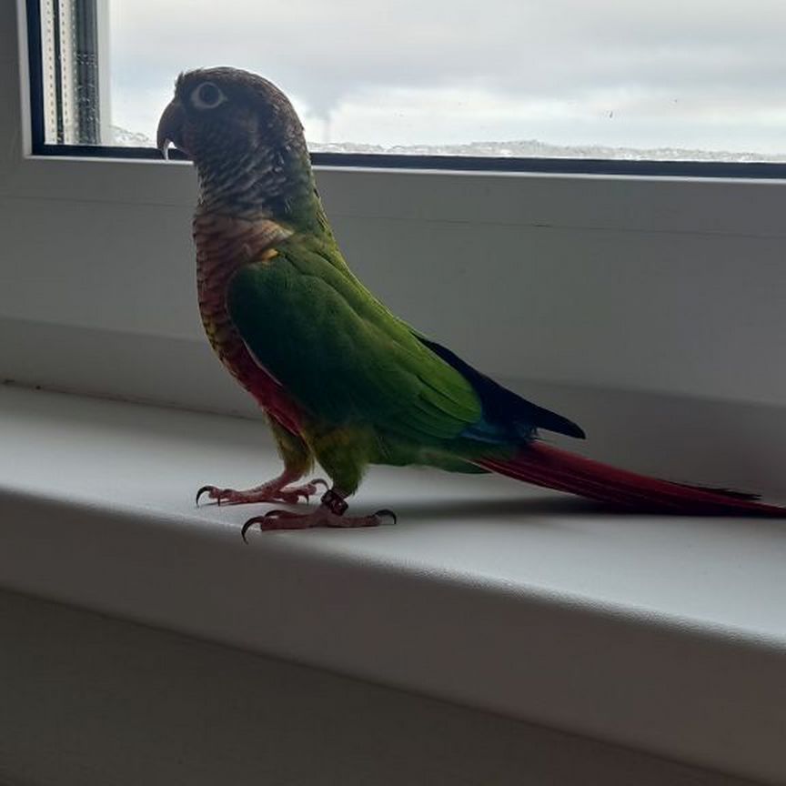 Продам попугая пиррура самец в хорошие руки