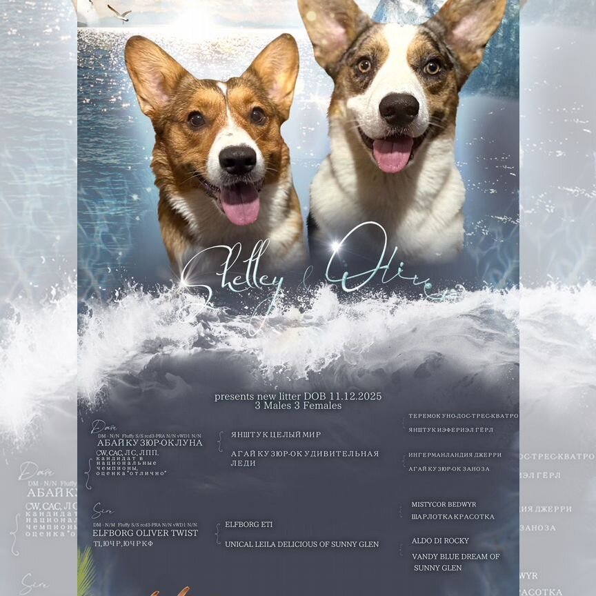 Вельш Корги Кардиган, щенок