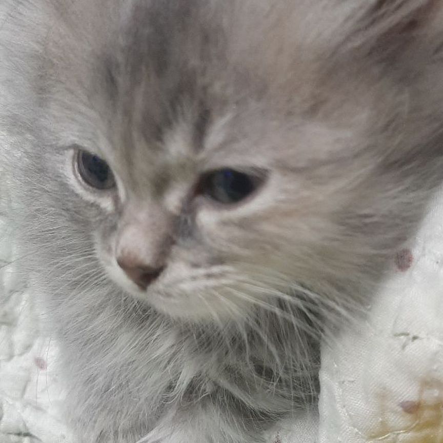 Котята сибирские