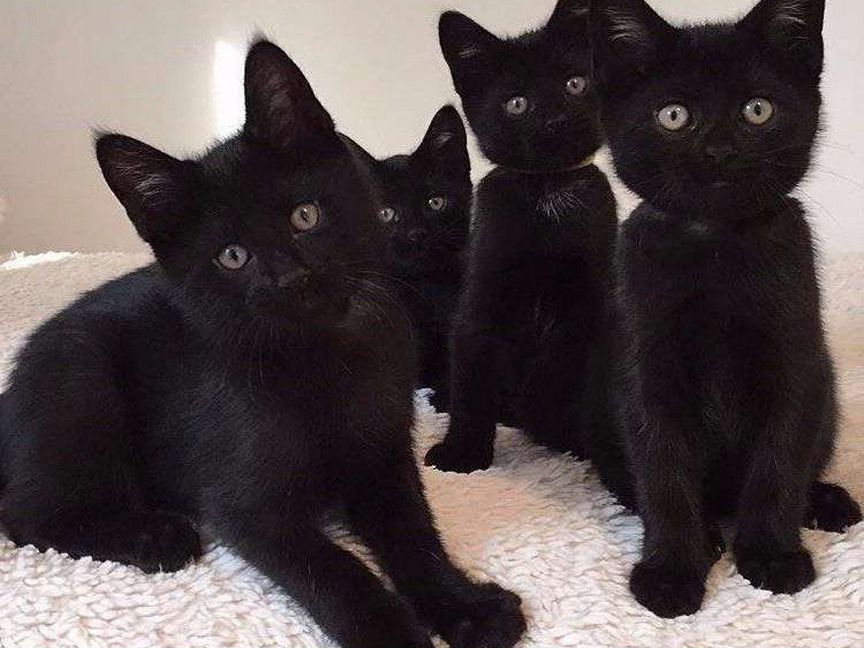 Черные котята ищут дом