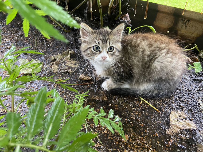 Котейка обыкновенная