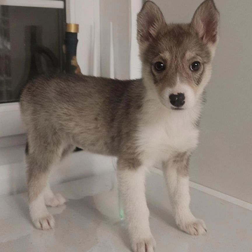 Щенок в добрые руки