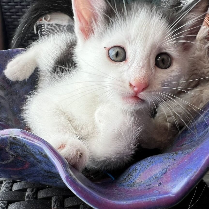 Смурфетта котенок в добрые руки