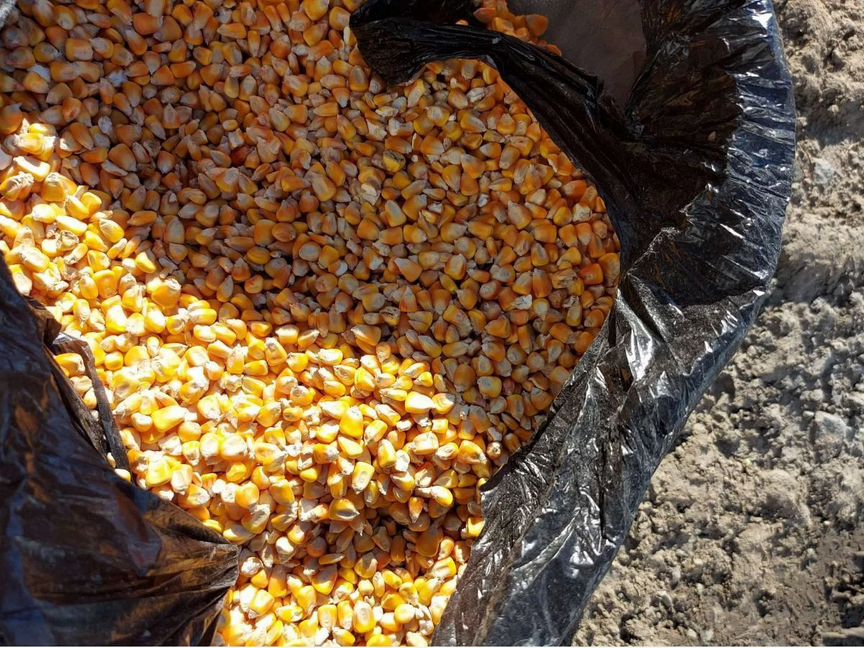 Фуражный горох, Семечко корма