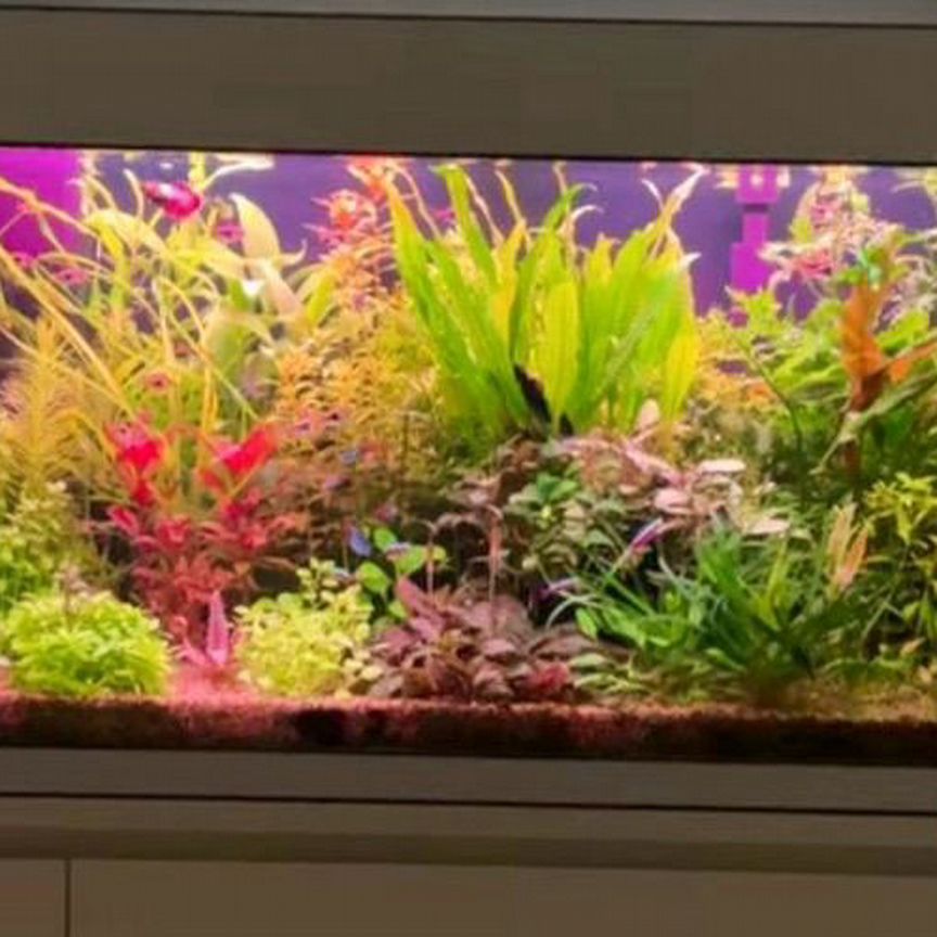 Продам грунт приму в дар растения для аквариума