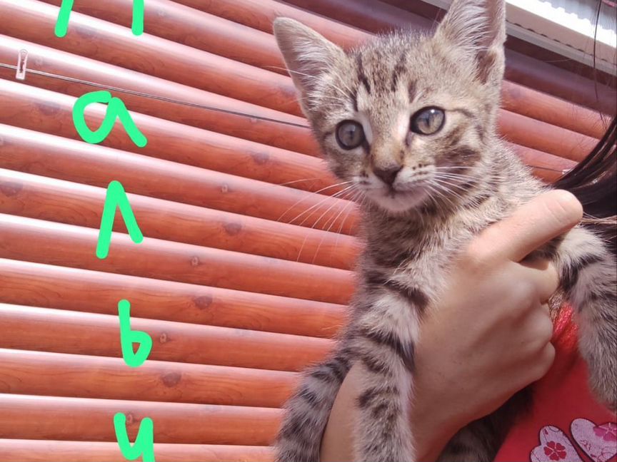 Котята в добрые руки
