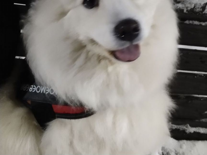 Собака