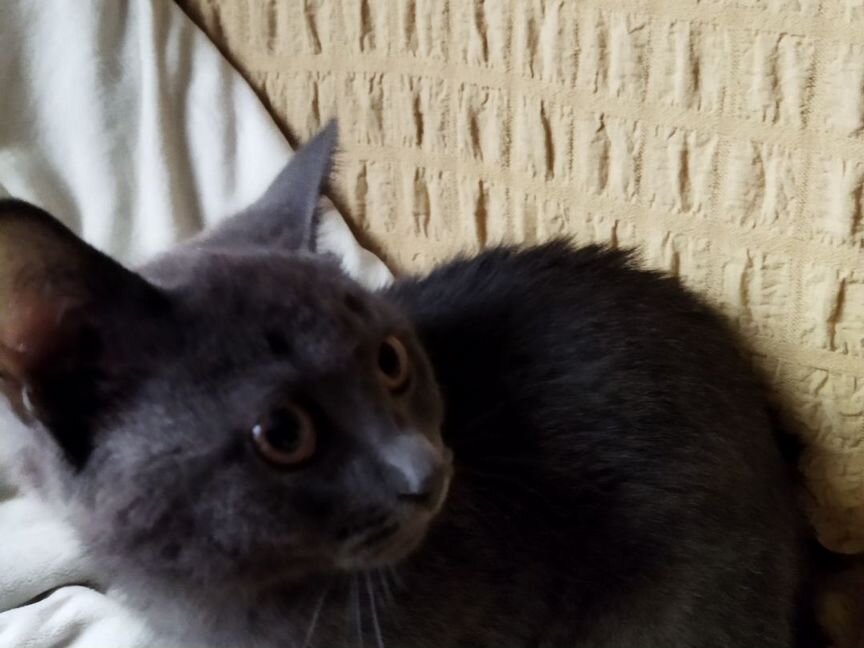 Котенок британской породы