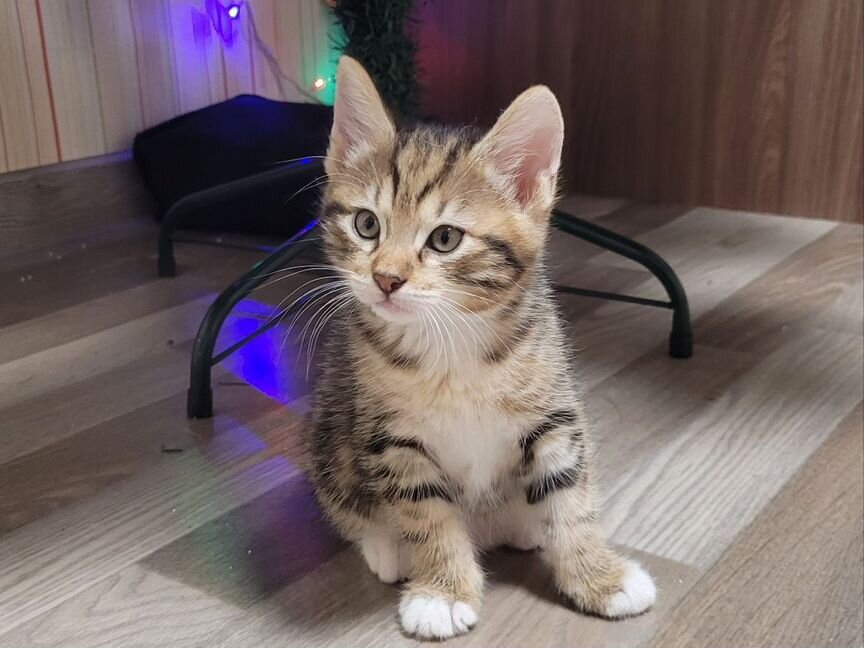 Курильский бобтейл