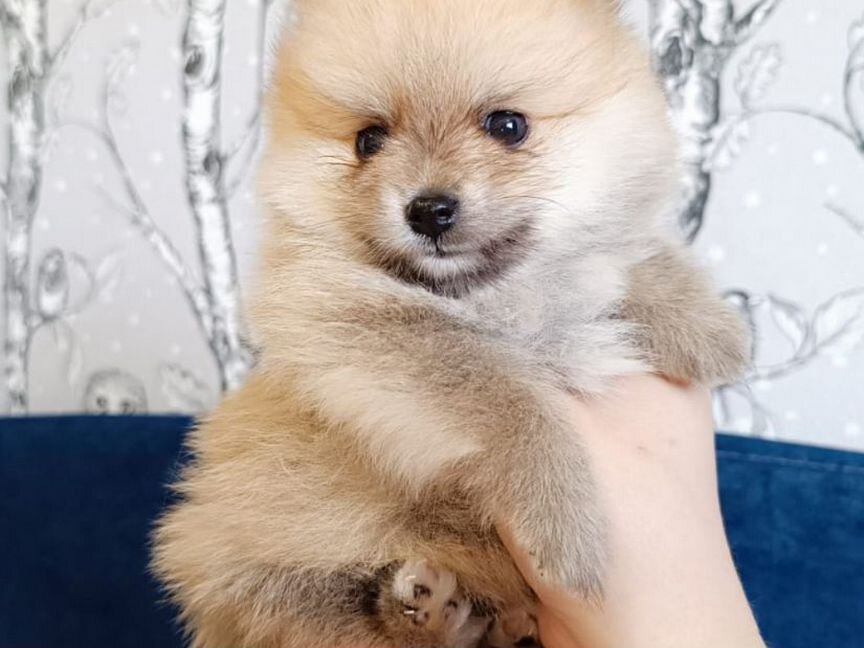 Щенки немецкого шпица мини