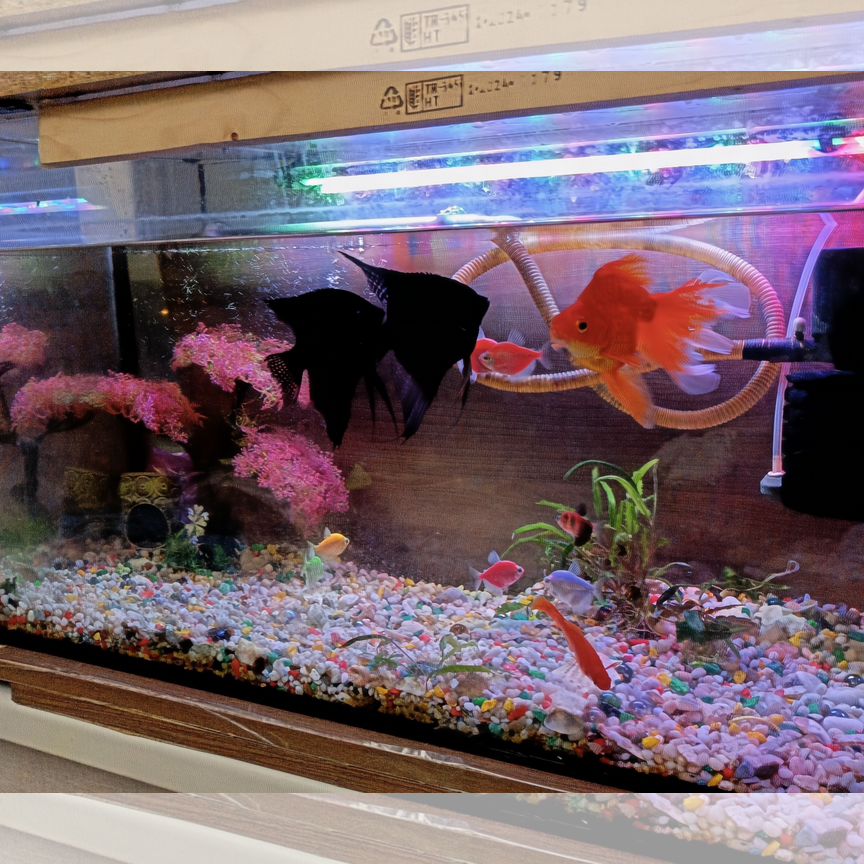 Аквариумы от 100 литров