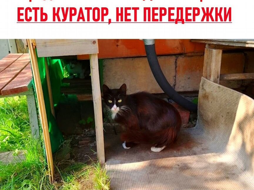 Кошка погибнет на дачах