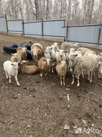 Катумские бараны