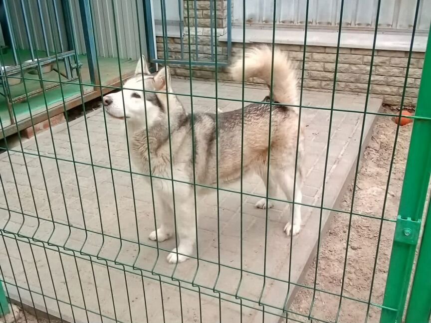 Ищем жениха