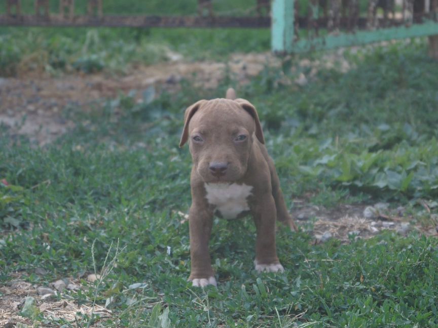 Щенки питбуля