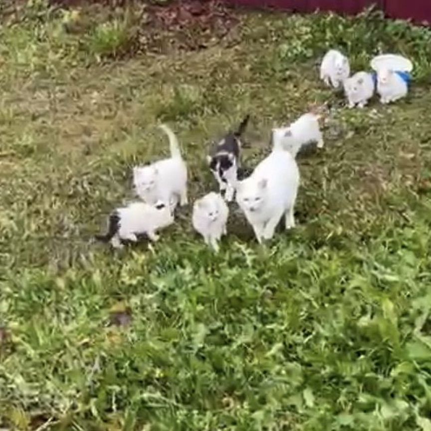 15 Котят погибают под Тверью