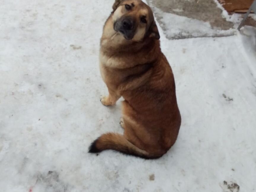 Собака в добрые руки