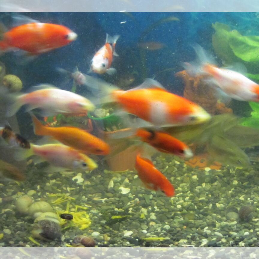 Золотая рыбка комета