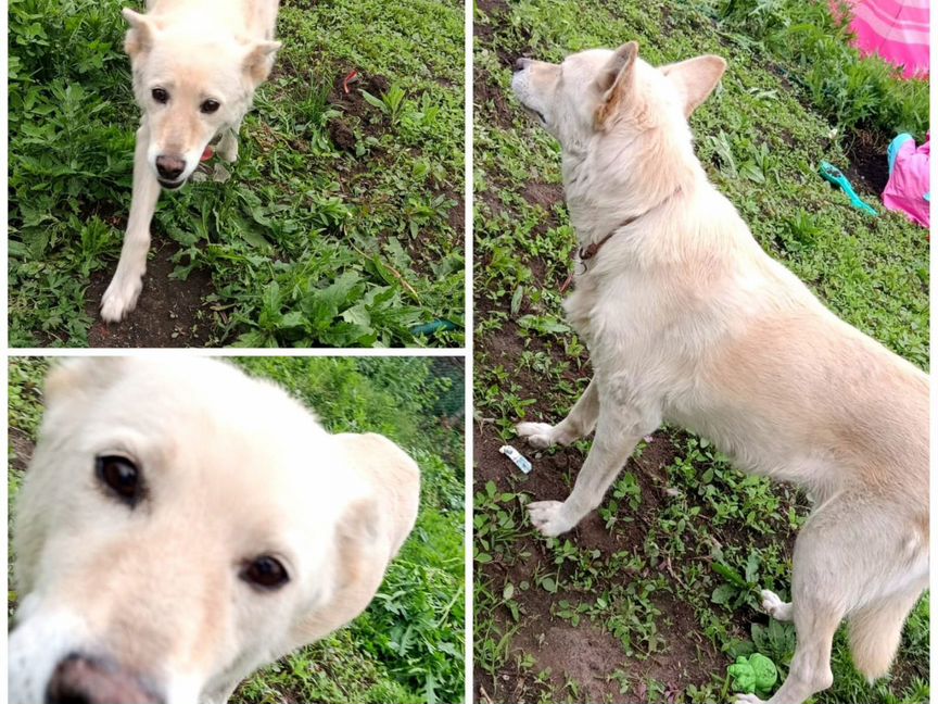 Милая собачка в поисках дома