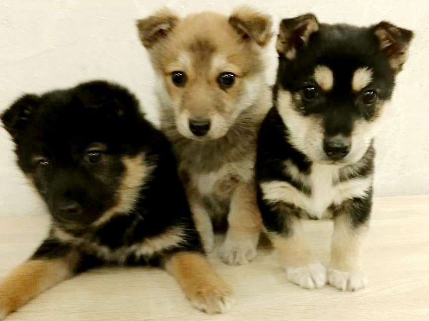 Игривый и милый щенок