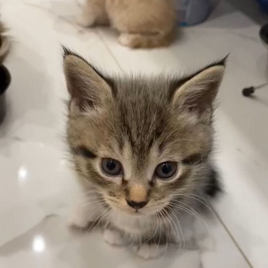 Котята курильский бобтейл