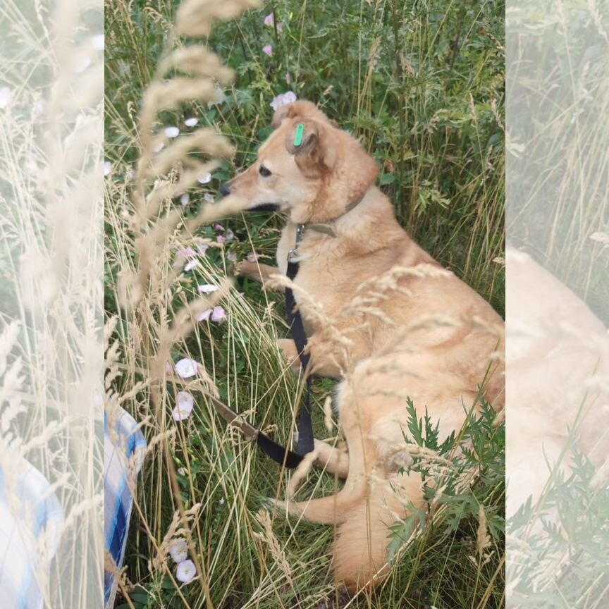 Собака в добрые руки отдам бесплатно