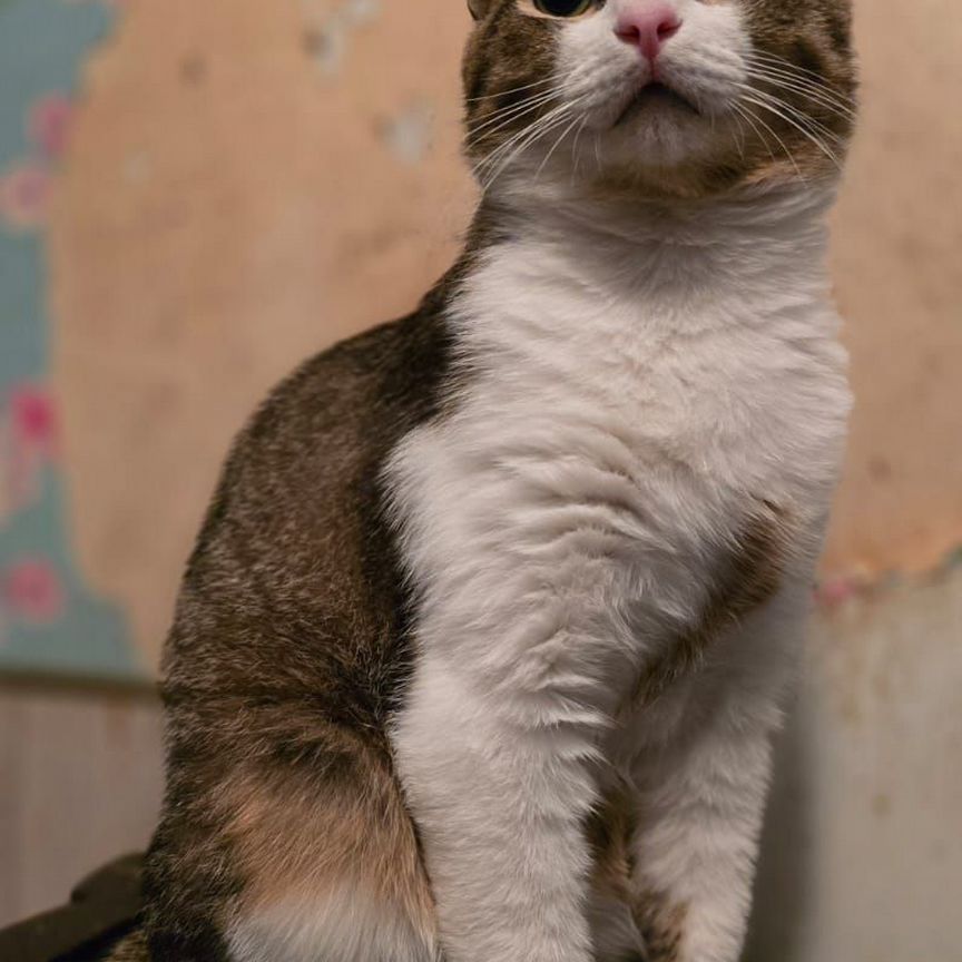 Котик Гоша ищет дом