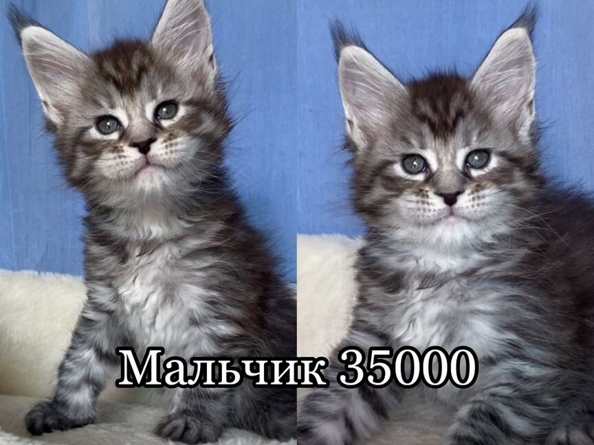 Мейн-кун котята чистокровные