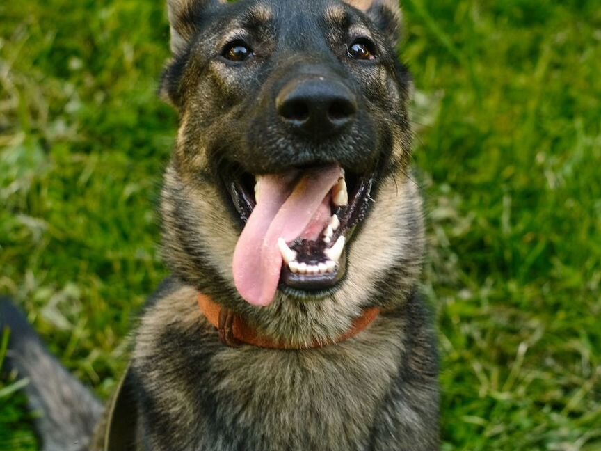 Собаки из приюта