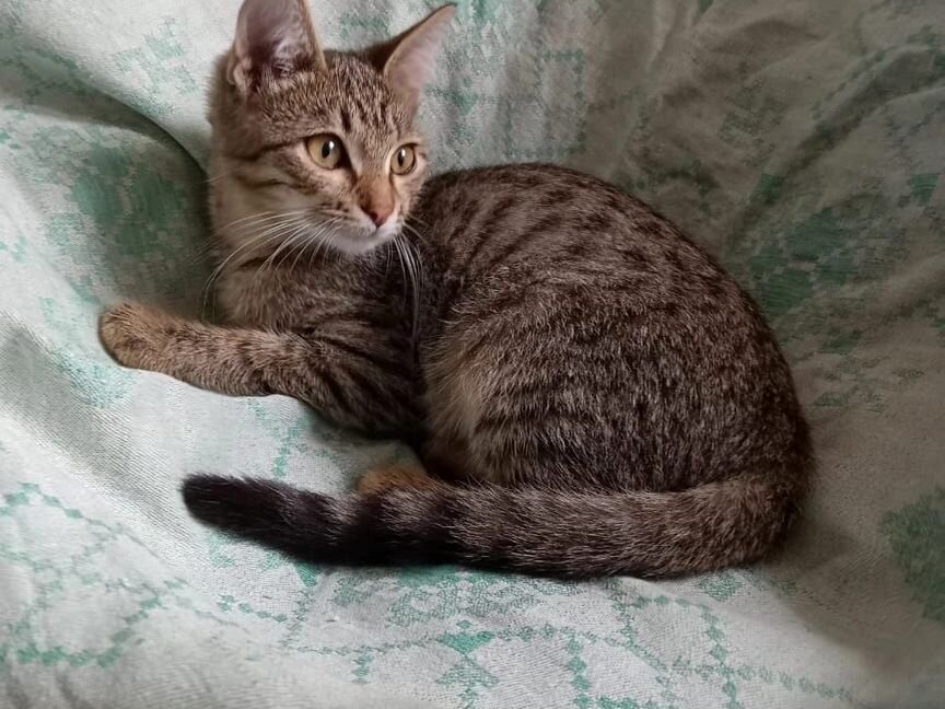 Котенок Васечка в хорошую семью бесплатно