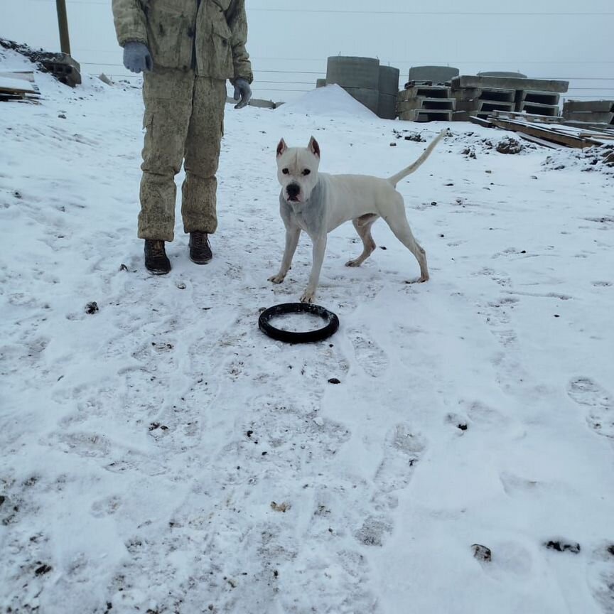 Стаффордширский терьер в добрые руки