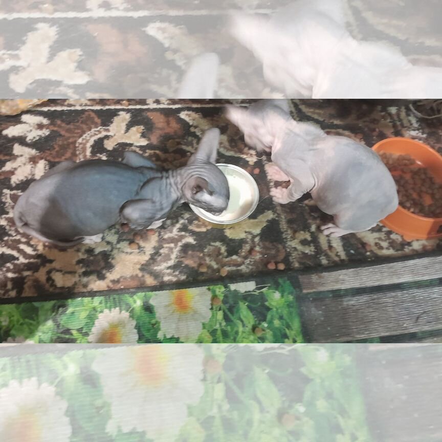 Донской сфинкс котёнок