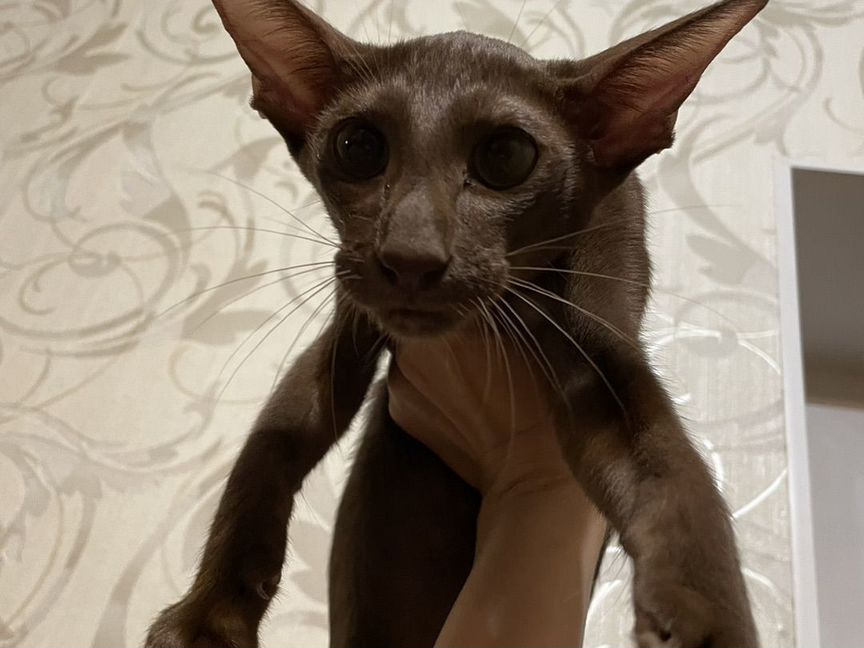 Ориентальный котенок