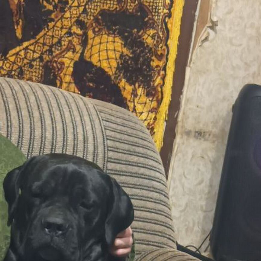 Кане корсо в добрые руки